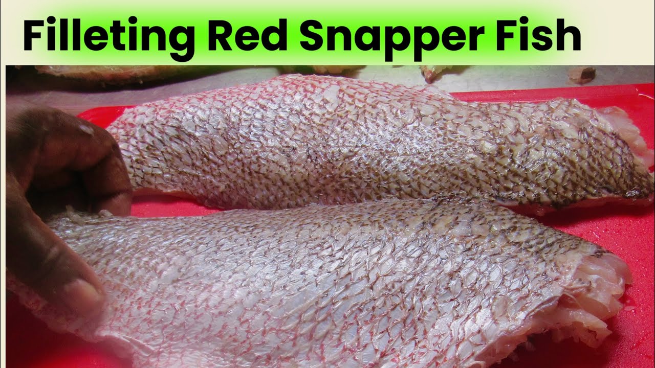 How to fillet Red Snapper Fish - YouTube