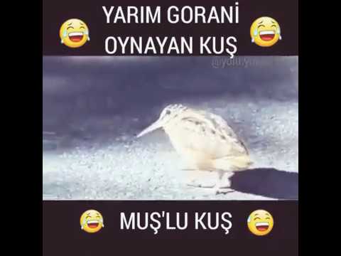 Yarim gorani oynayan kuş muşlu