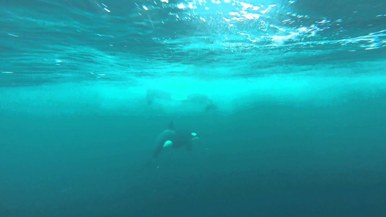 Orca swimming - YouTube