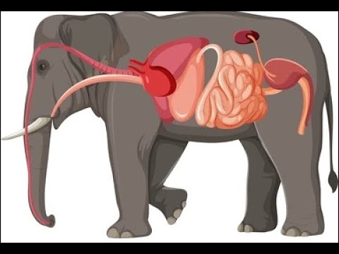 Elephant Digestive System - YouTube
