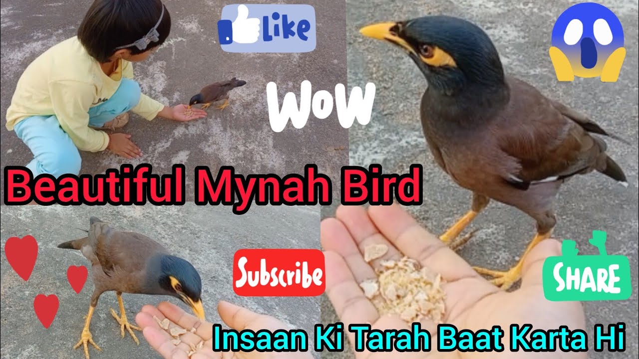 Beautiful Mynah Bird 🐦 || Insan Jaise Baat Karne Wali Mynah Bird ...