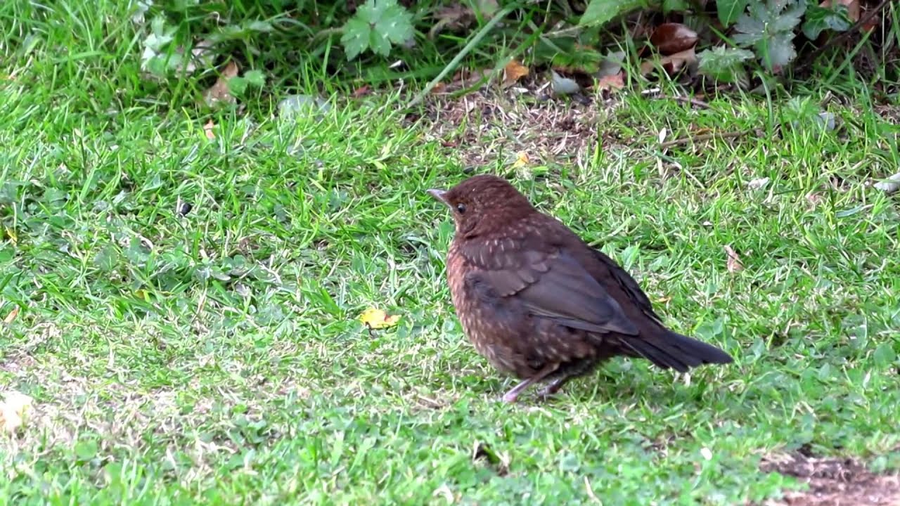 Blackbird Family - YouTube