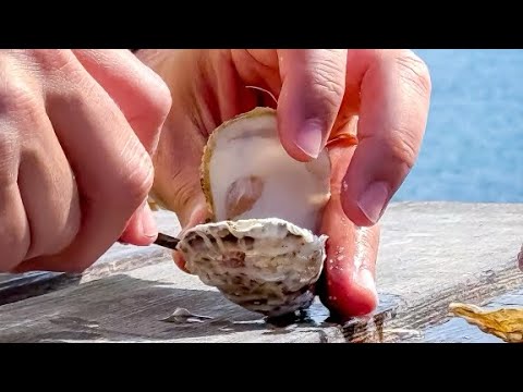 Great Quality Oysters Are Now Grown in the UAE: Dibba Bay Farm - YouTube