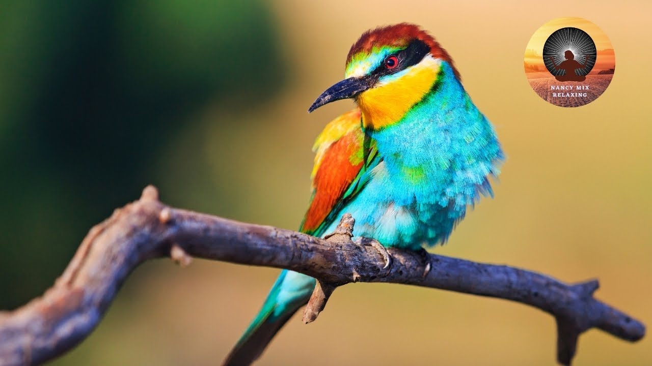 Piano Music with Birds Singing for Stress Relief - YouTube