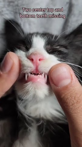 Kitten loses baby teeth || #cat #cute #shorts || - YouTube