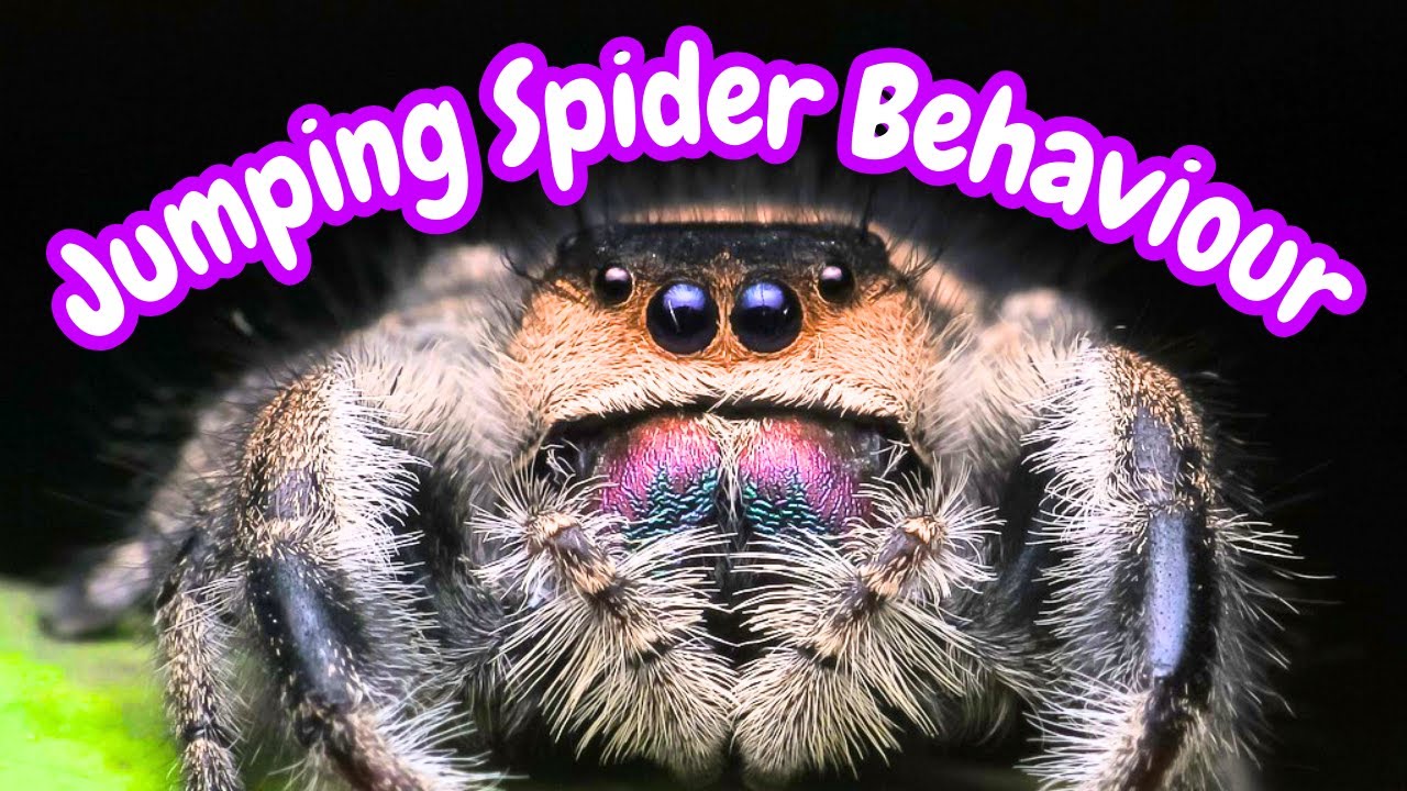 Jumping Spider Behavior & What It Means | Jumping Spider Behaviour Meanings | Spooderpods - YouTube