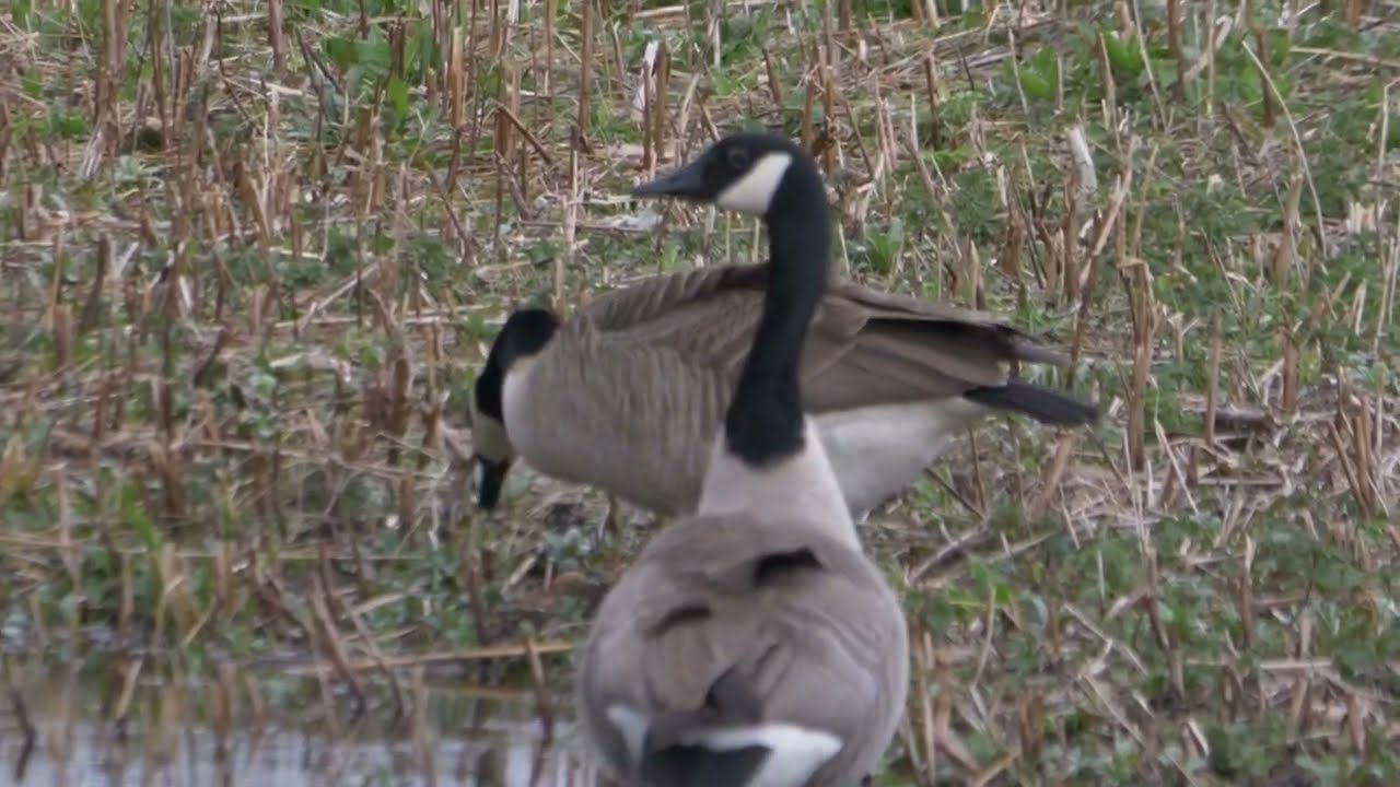 BIRDING GOLDEN HOUR WITH CANADIAN PAIR OF GEESE - YouTube