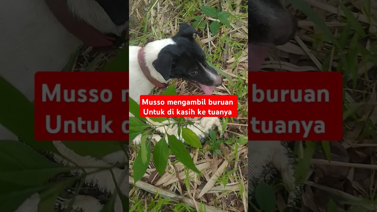 Pesona anjing kampung ..Musso si #anjingpintar ..#shorts #anjingpemburu ...