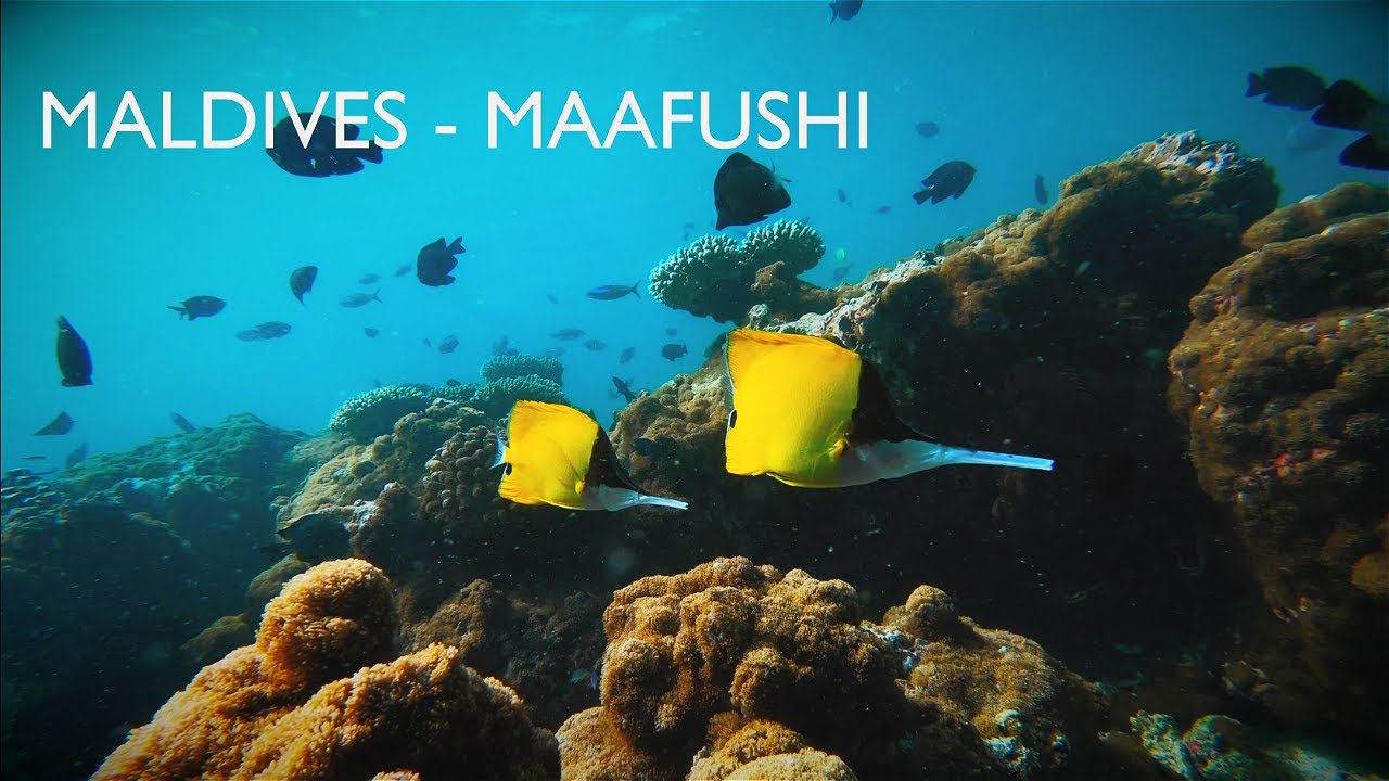Best Scuba Diving in Maldives - Maafushi Island - Beautiful Long Nose ...