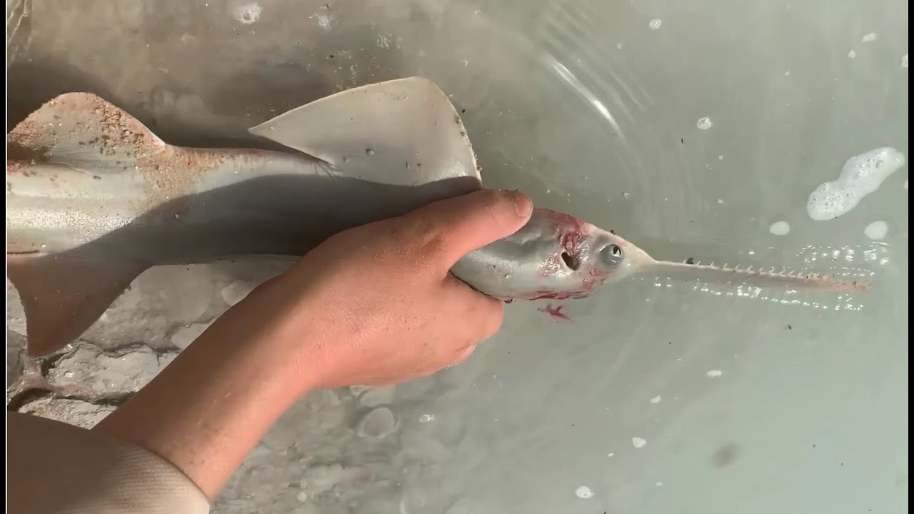 Critically endangered Sawfish - YouTube