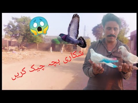 bike Vs pigeon///bike k sath pigeon ke race pigeon motorcycle ke race ...