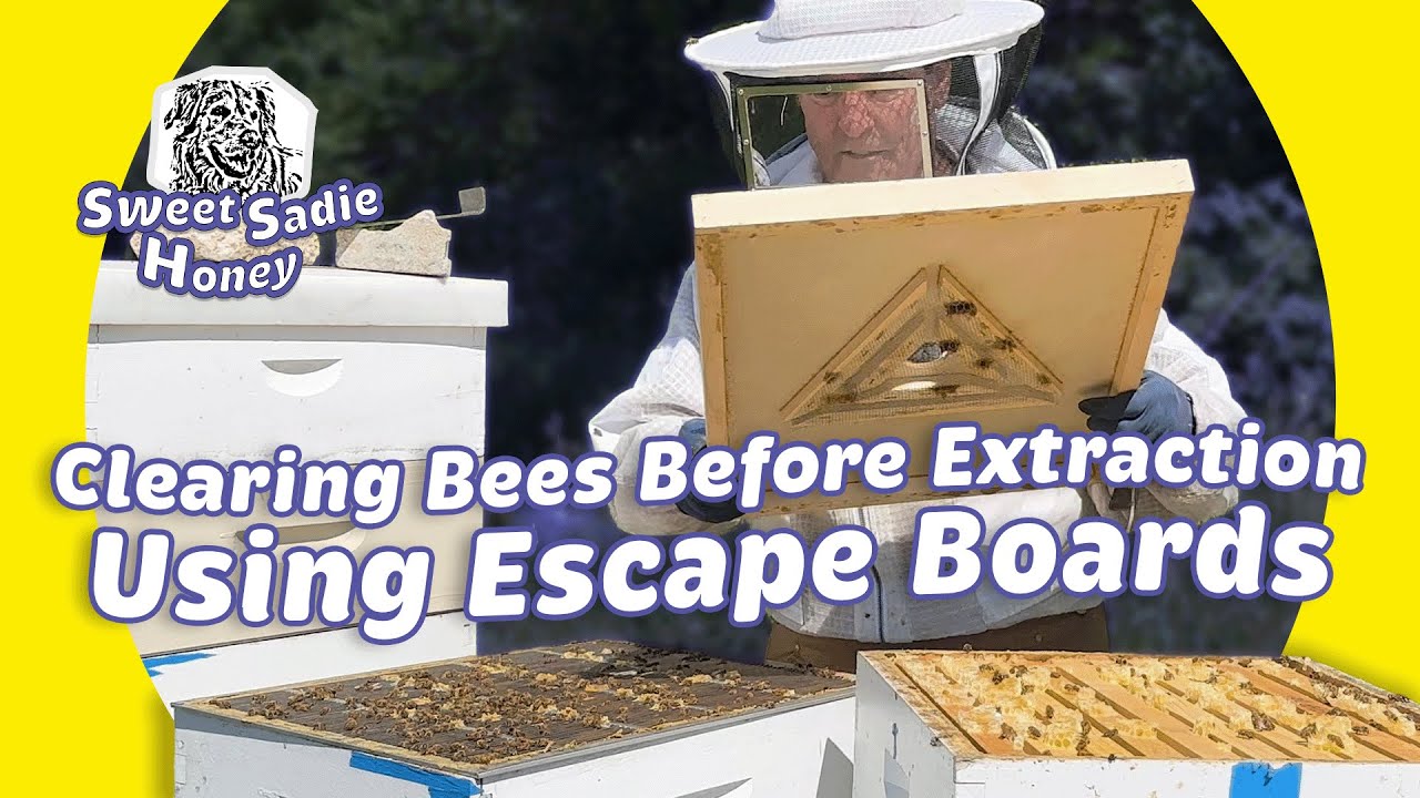 Escape Boards: Clearing Bees Before Extraction - YouTube