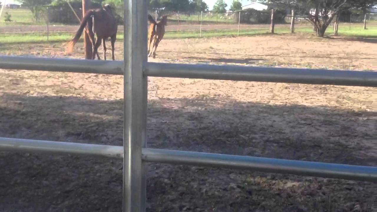 Two Month Old Filly Bucking - YouTube
