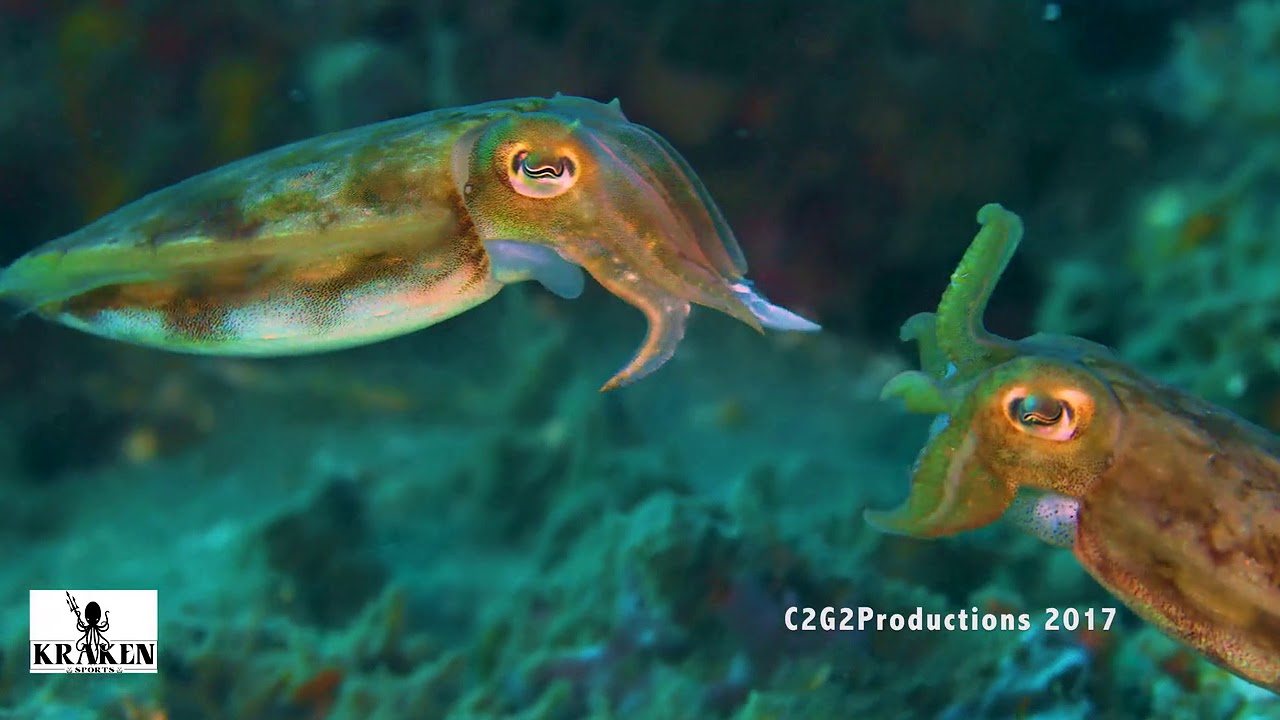Cuddle fish mating - YouTube