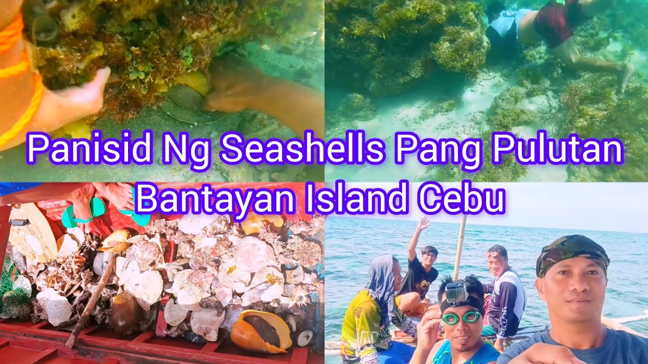 Nanisid Ng Pang Pulutan Na Seashells Sa Madridejos Bantayan Island Cebu ...
