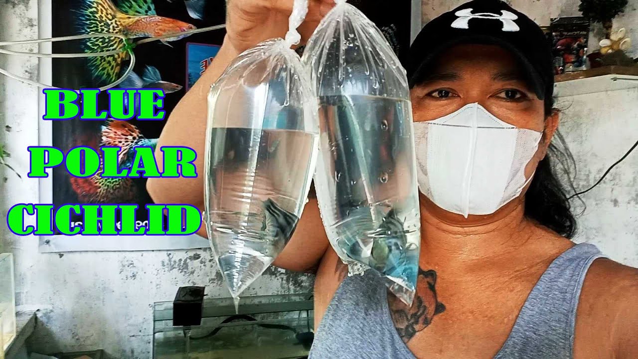 How to breed,Gender & Take Care Blue polar Parrot Cichlids 🐠🐠🐠 - YouTube