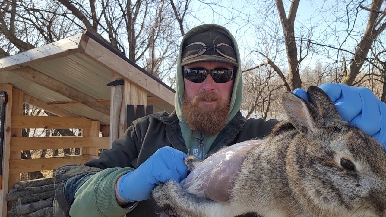 HOW TO SKIN A WILD RABBIT! #rabbithunting #skinning #meat - YouTube