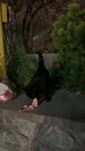 "Be the voice for those who cannot speak — protect and care for animals ...