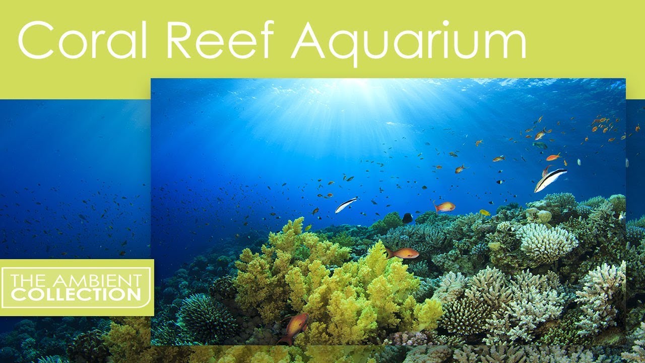 Aquarium DVD - Coral Reef Aquarium 110 Minutes of HD Fishtanks with ...
