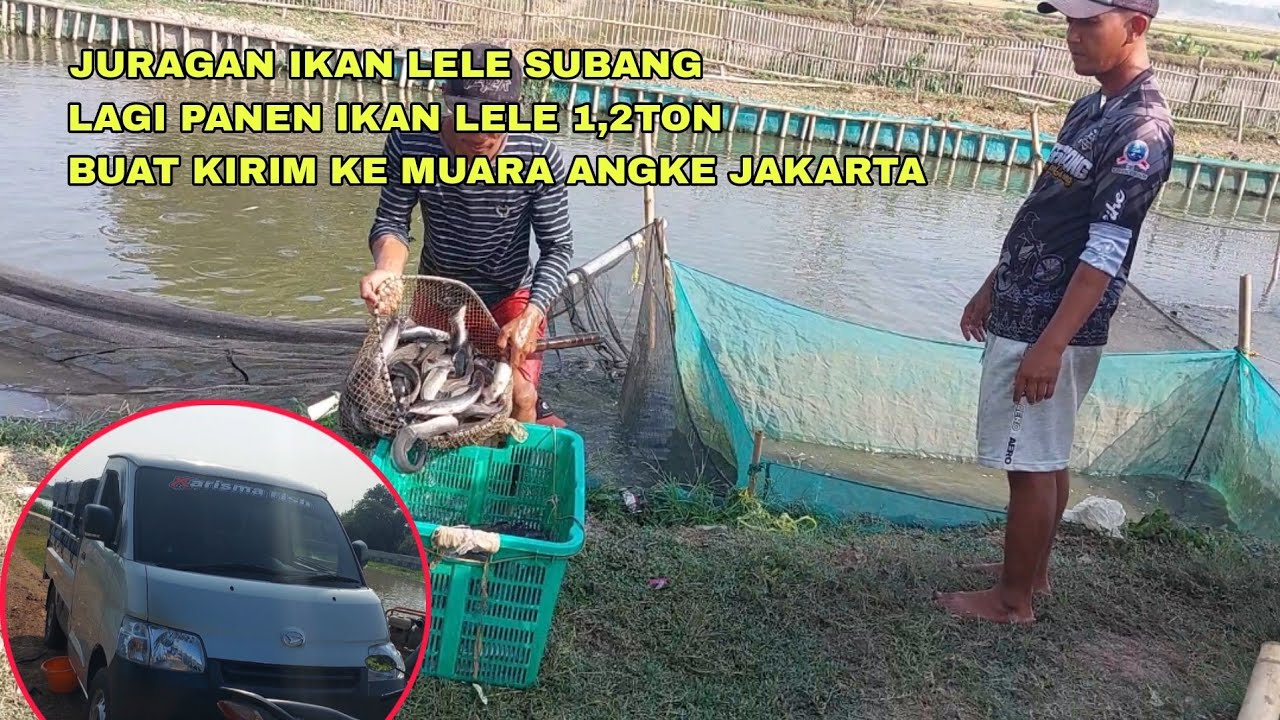 JURAGAN IKAN LELE SUBANG, LAGI PANEN IKAN LELE 1,2TON BUAT DIKIRIM KE MUARA ANGKE JAKARTA - YouTube