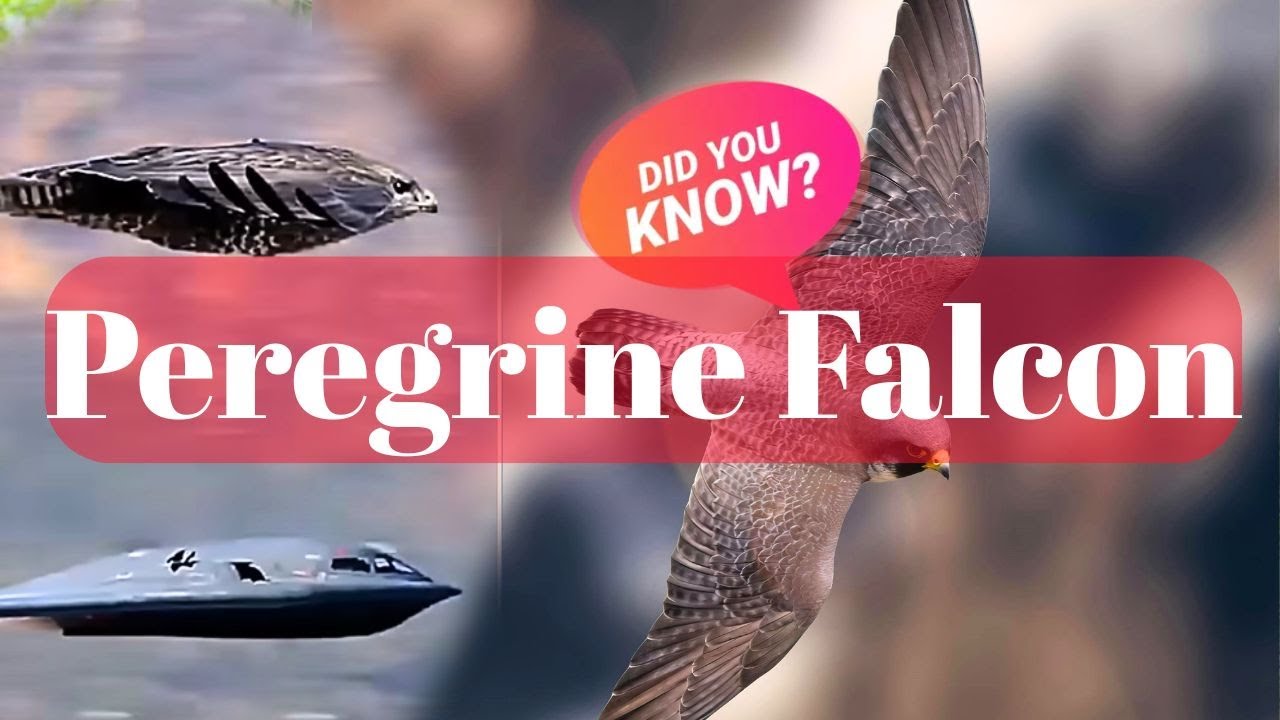 "Peregrine Falcon: The FASTEST Animal on Earth | Shocking Speed Facts ...