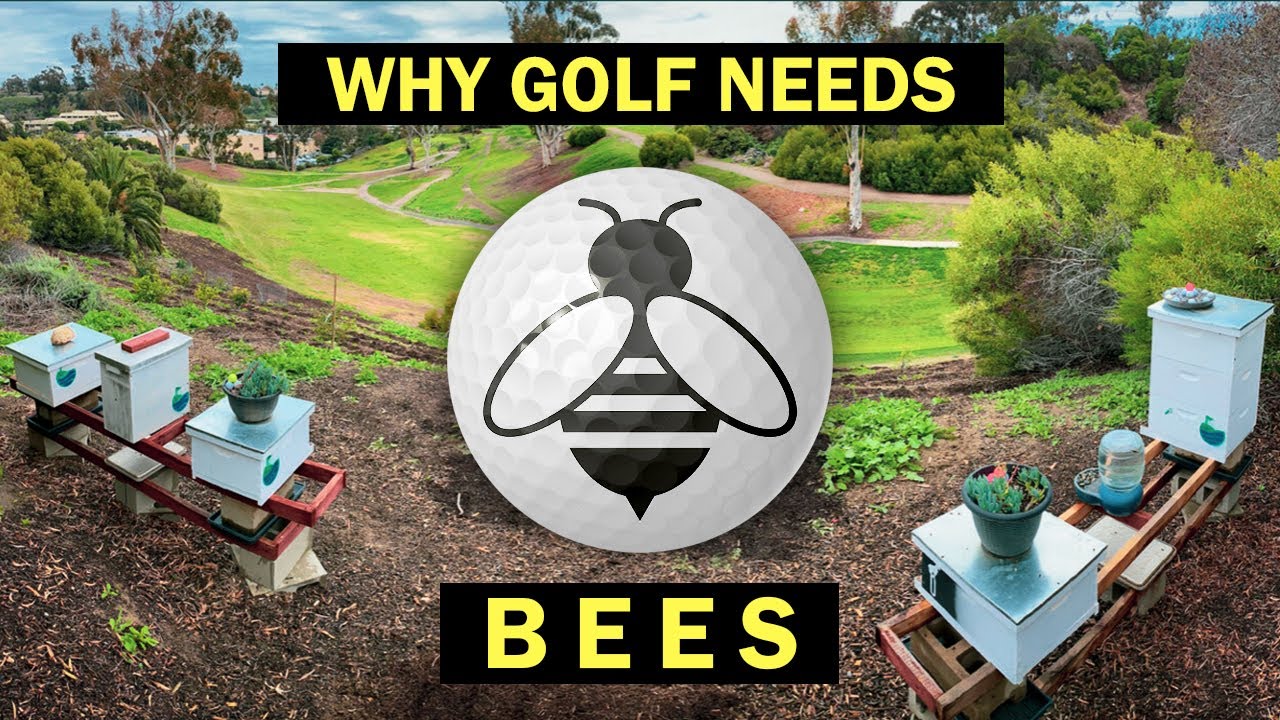 How Honey Bees Can Sweeten A Golf Course - YouTube