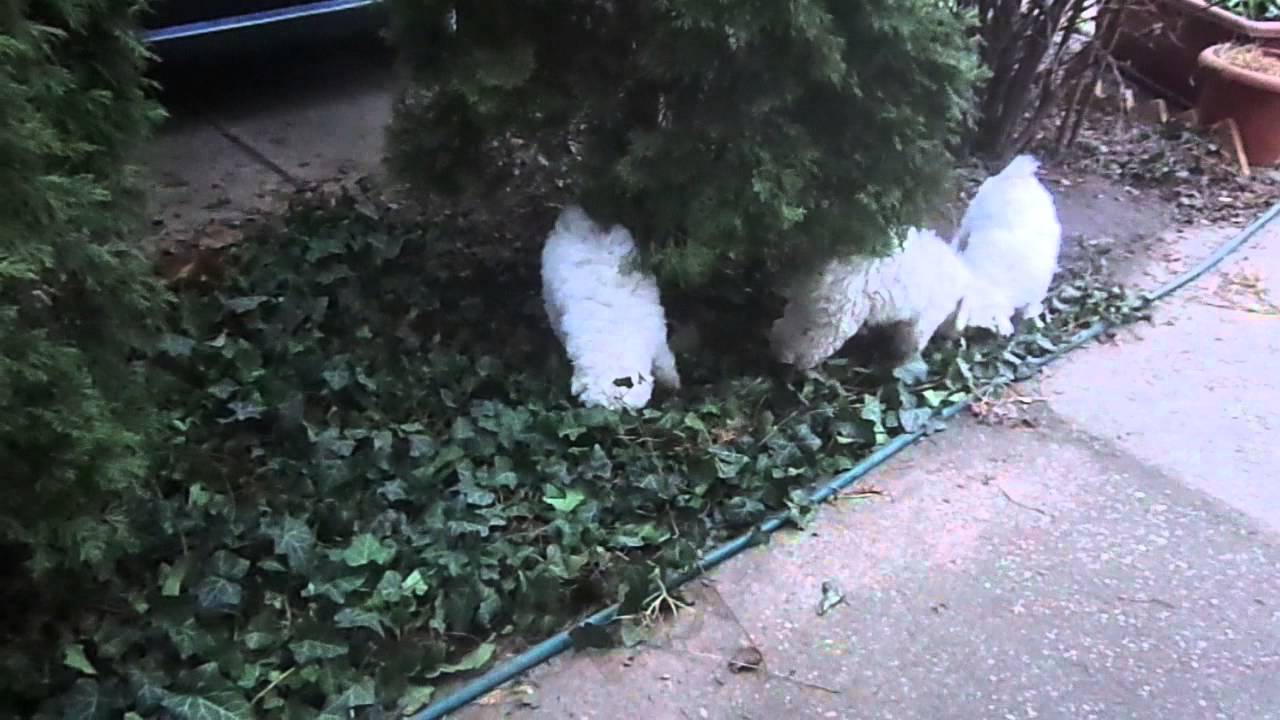 Hungarian White Rasta 11 hetes puli kölykök - YouTube