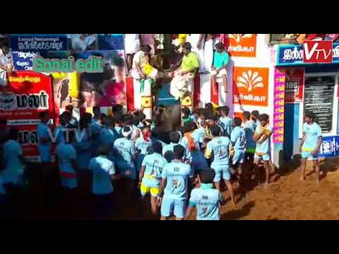 அலங்காநல்லூர் கருவன் கோடாங்கி மாடு. (Alanganallur karuvan koodangi madu ...