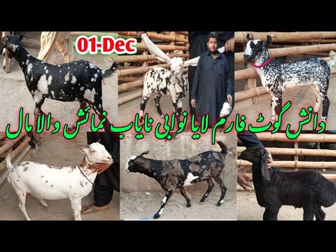 Danish Boss goat farm visit gulabi kamori teddy pateri latest update ...