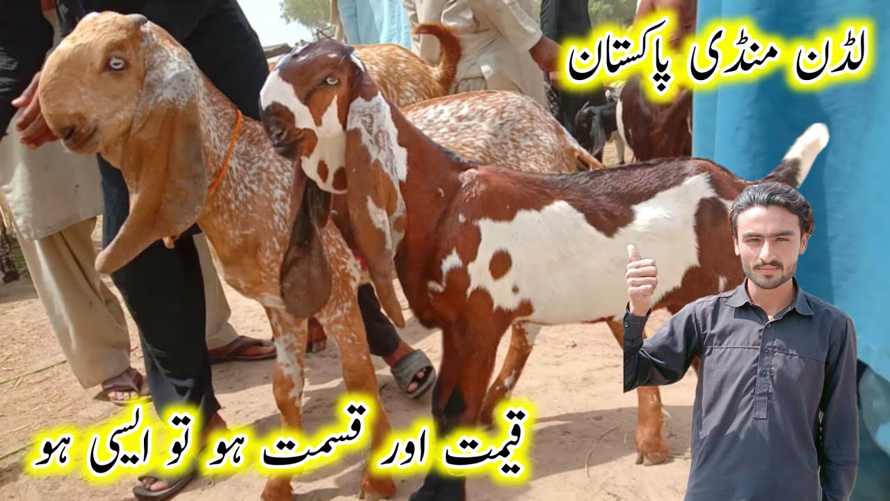 luddan mandi Pakistan makhi cheene bakre or makhi cheeni goats in Pakistan|Bakra mandi Hasilpur ...