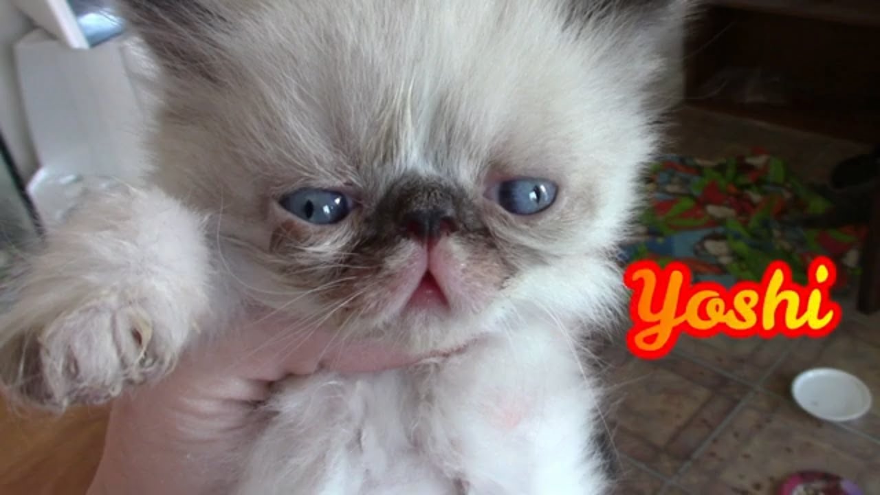 Yoshi! The Cutest Little Kitten!😻 - YouTube