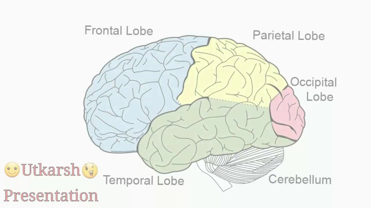 Study of Classification and function of Human Brain . - YouTube