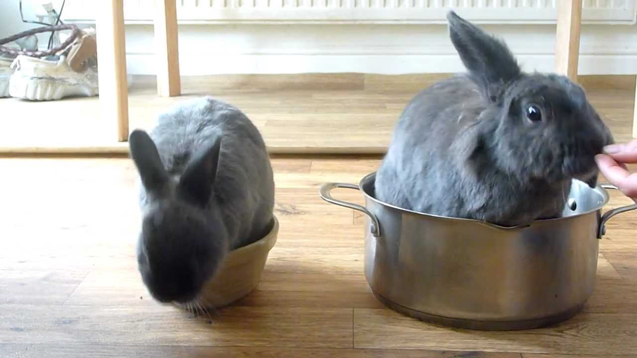 Rabbit clicker training - Rabbit Pie and Rabbit Stew - YouTube