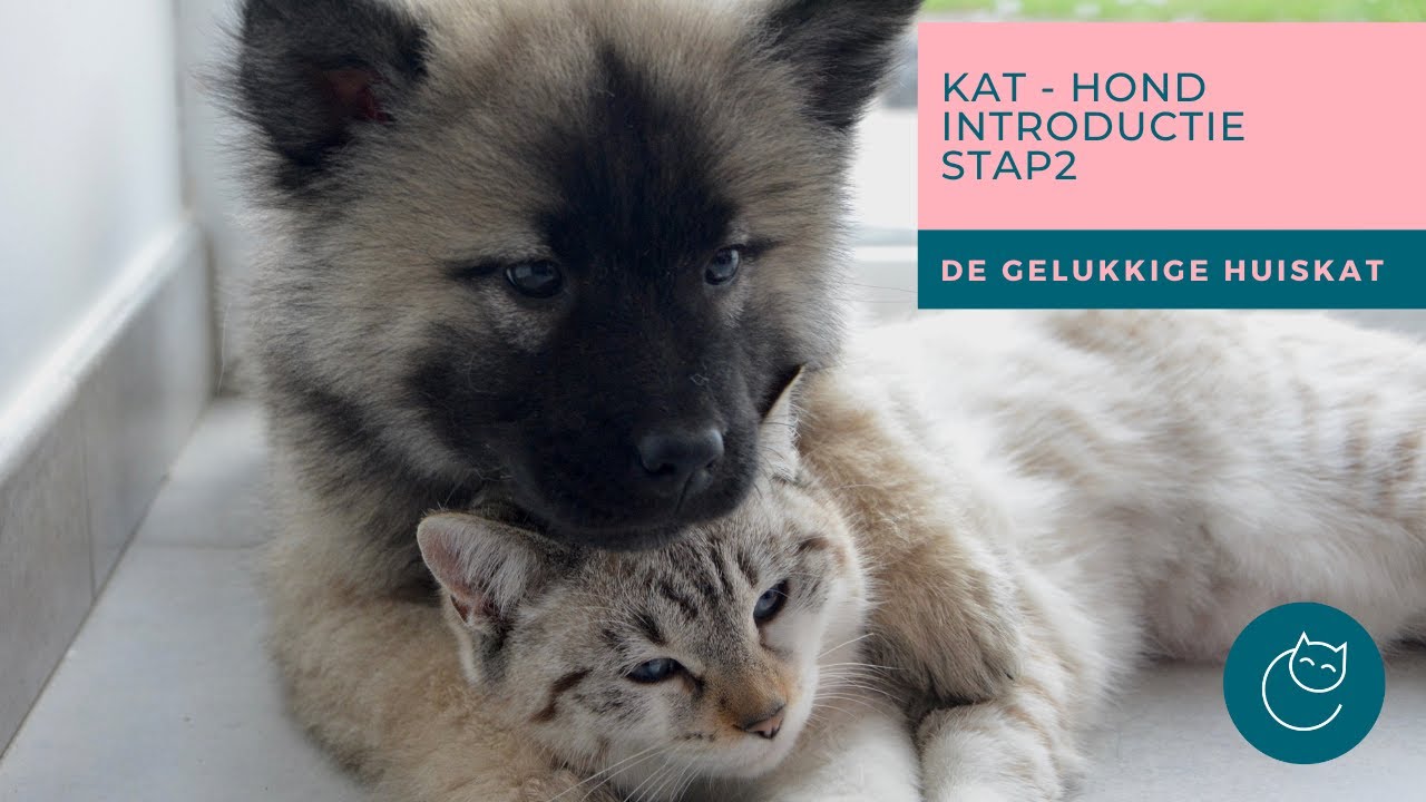 Echte Kat Hond Wond Bij Hond Of Kat Reiniging & Verzorging