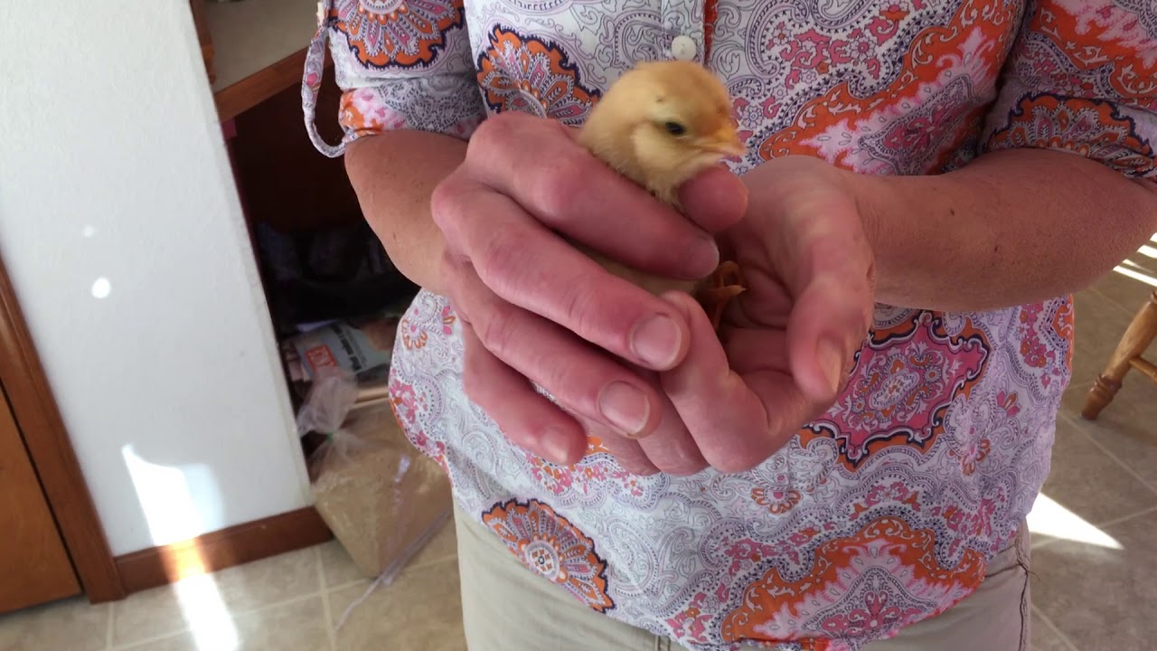 How to pick up and hold a chick - YouTube