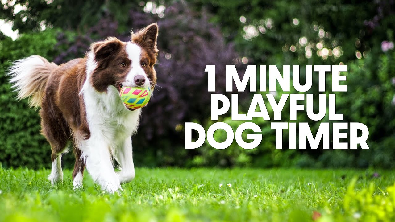 1 Minute Timer - One Minute Playful Dog Timer - YouTube