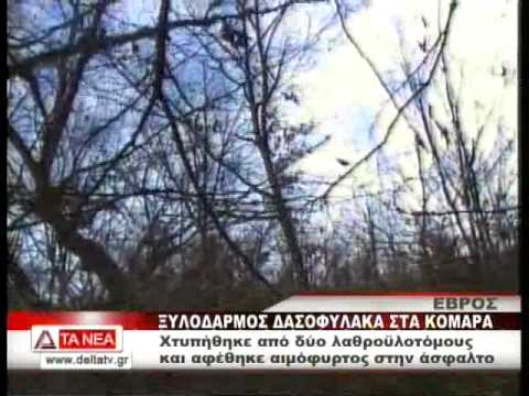 ΞΥΛΟΔΑΡΜΟΣ ΔΑΣΟΦΥΛΑΚΑ ΣΤΑ ΚΟΜΑΡΑ ΕΒΡΟΥ - YouTube
