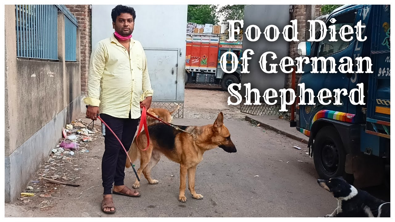 FOOD DIET OF GERMAN SHEPHERD || Tips & Tricks On German Shepherd || 2 ...