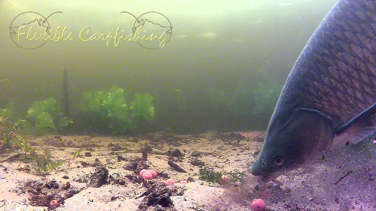 Azende karpers onderwater - Flexible Carpfishing - YouTube