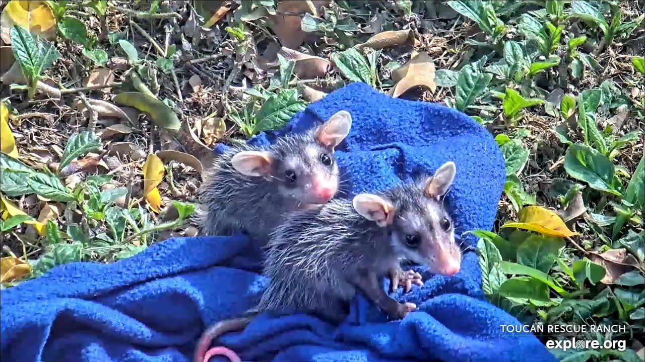 Tiny baby opossums at Toucan Rescue Ranch - 03/20/24 - SlothTV via ...