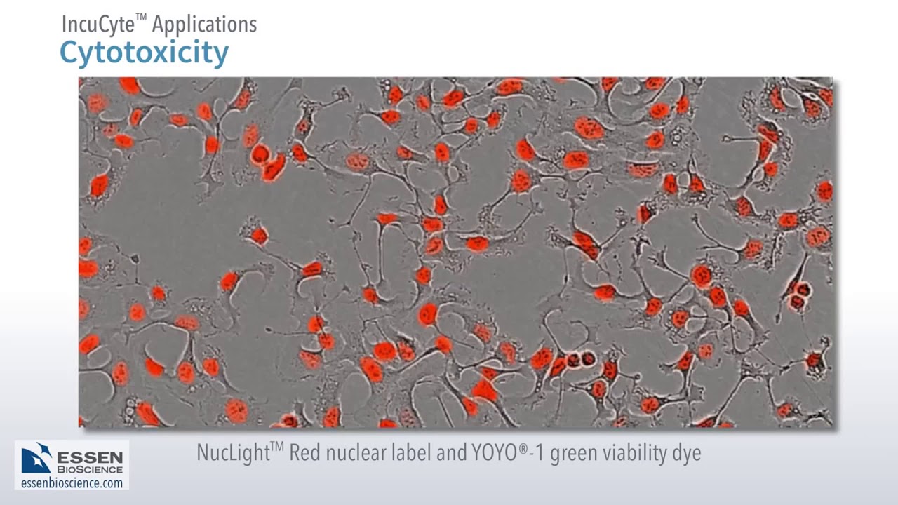 Sistema de Análisis celular IncuCyte® Zoom - YouTube
