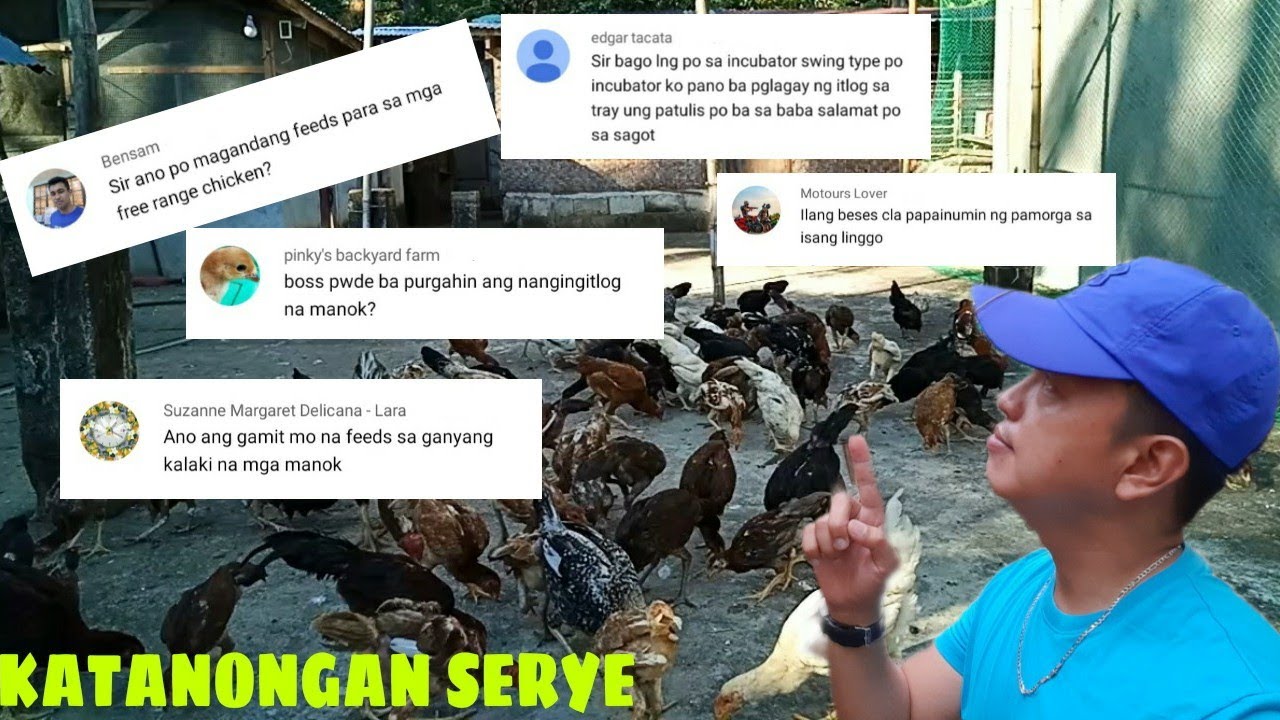 MAGANDANG FEEDS PARA SA FREE RANGE CHICKEN | PURGAHIN ANG NANGINGITLOG ...