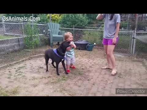 Komik Hayvanlar Dublajı #1 ( en komik Hayvanlar Dublaj'ları )