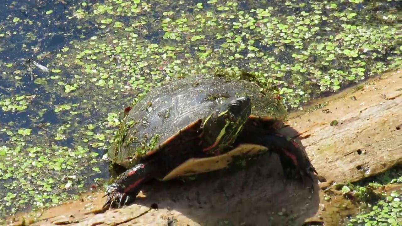 Painted Turtle, Huron Natural Area - YouTube
