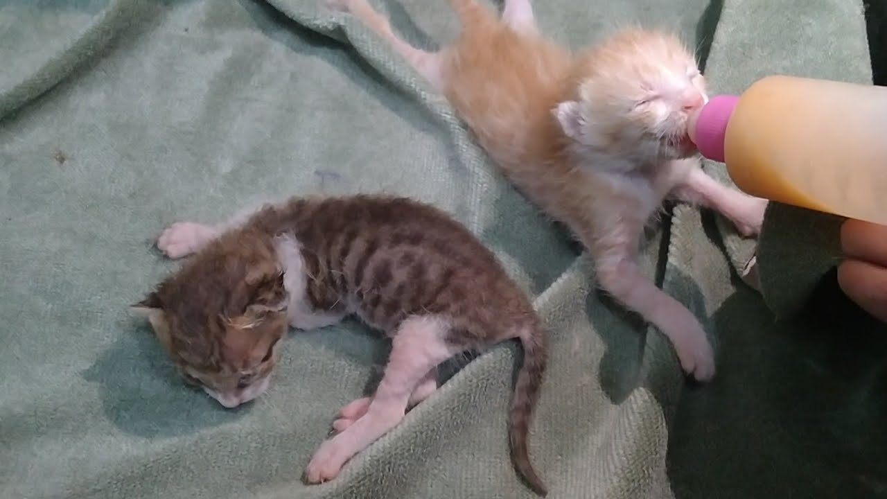 Mom Cat Not Leaving Her Premature Baby Kitten Alone Orphan Kitten Is ...