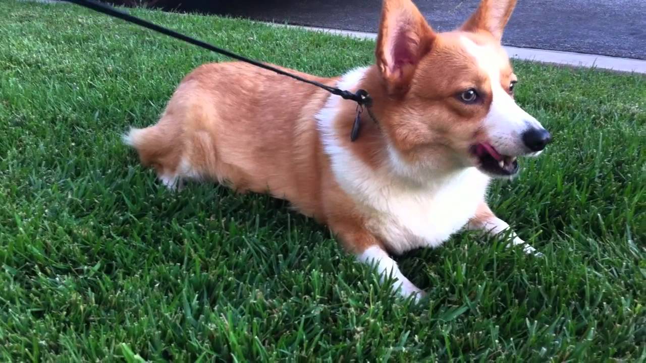 Pembroke Welsh Corgi Short Legs - YouTube