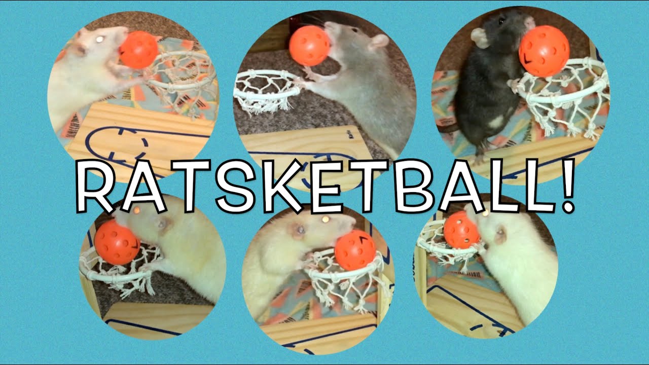 Rat Basketball CHAMPIONSHIP! - YouTube