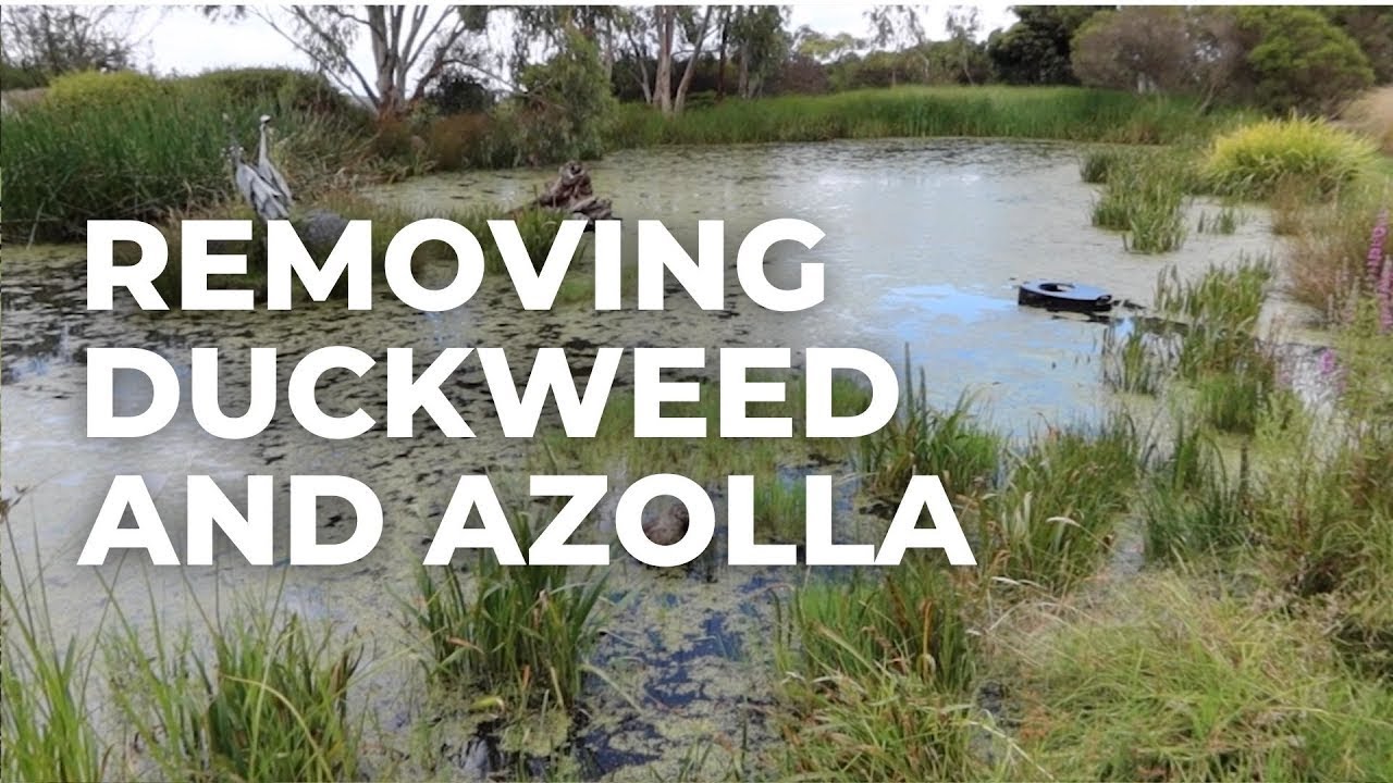 ProSkim: Remove Duckweed and Azolla Floating Weeds - YouTube