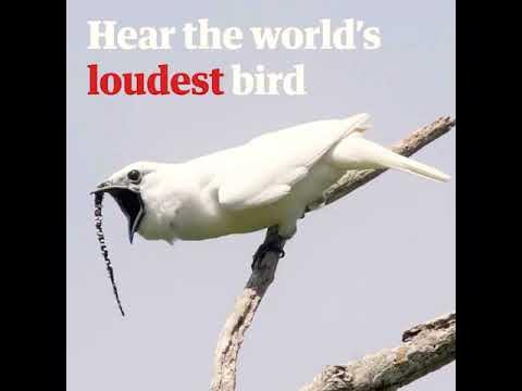 Hear the words loudest bird , The white bellbird recorded at 125 ...