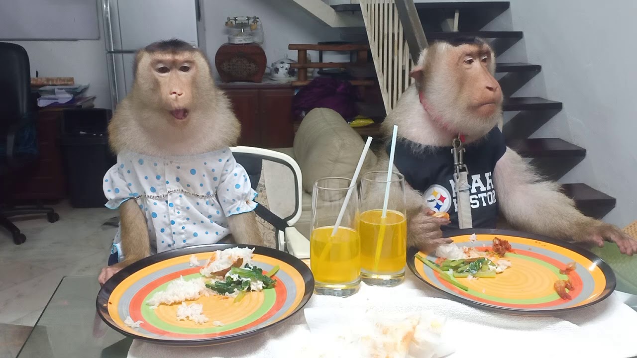 Monkey Jk Shaki Dinner and Dessert - YouTube